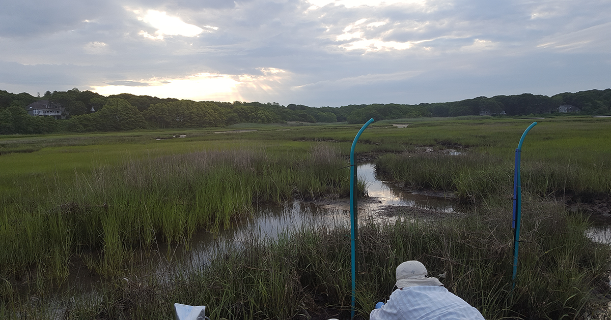 Moore Foundation funding for microbial symbiosis work at MBL ...