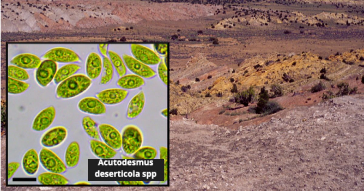 What can we learn from desiccation tolerant algae living in arid soils ...